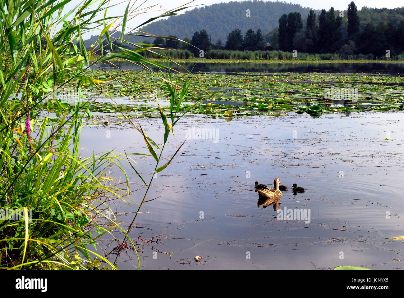 Lake fimon hi-res stock photography and images - Alamy