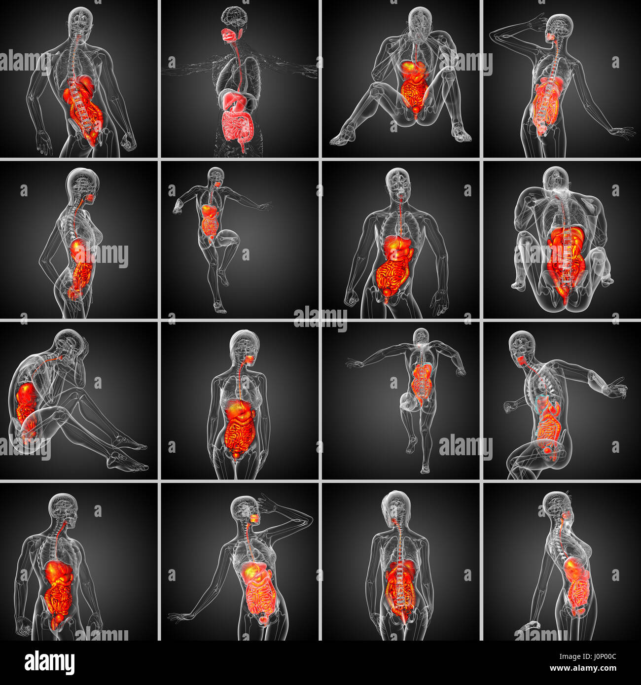 3d rendering medical illustration of the human digestive system Stock ...