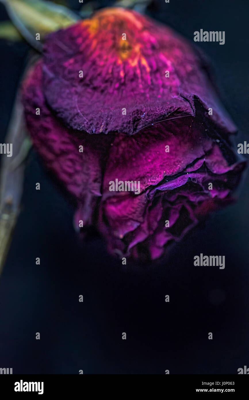Dried red rose Stock Photo - Alamy