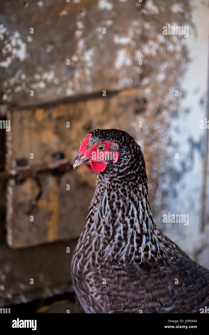 Black feathered hen on the farm Stock Photo - Alamy