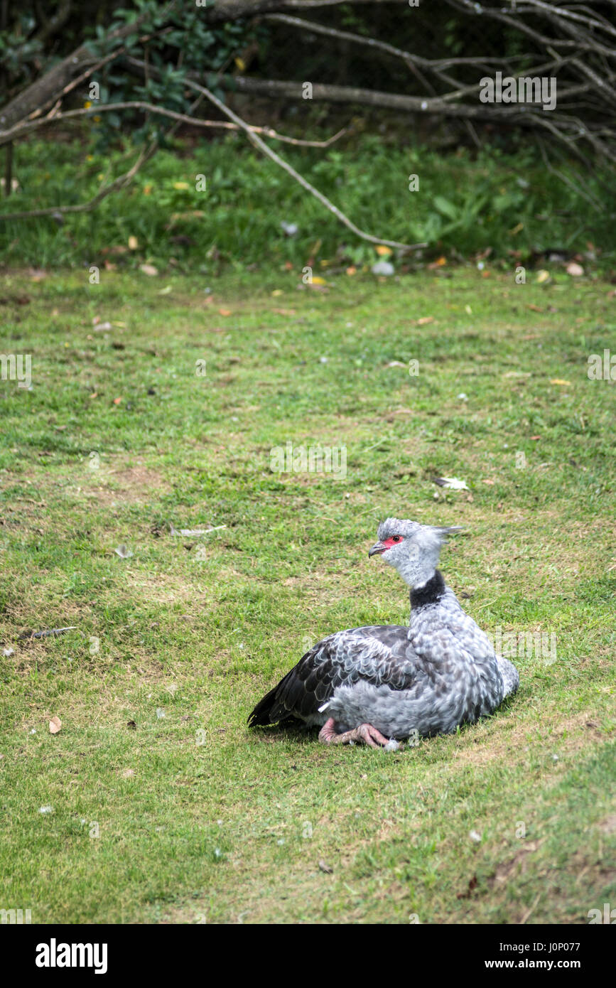 Southern screamer (Chauna torquata), also known as the crested screamer ...