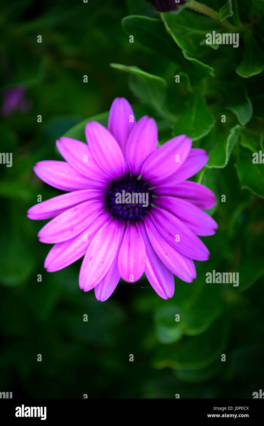 Purple bloom hi-res stock photography and images - Alamy
