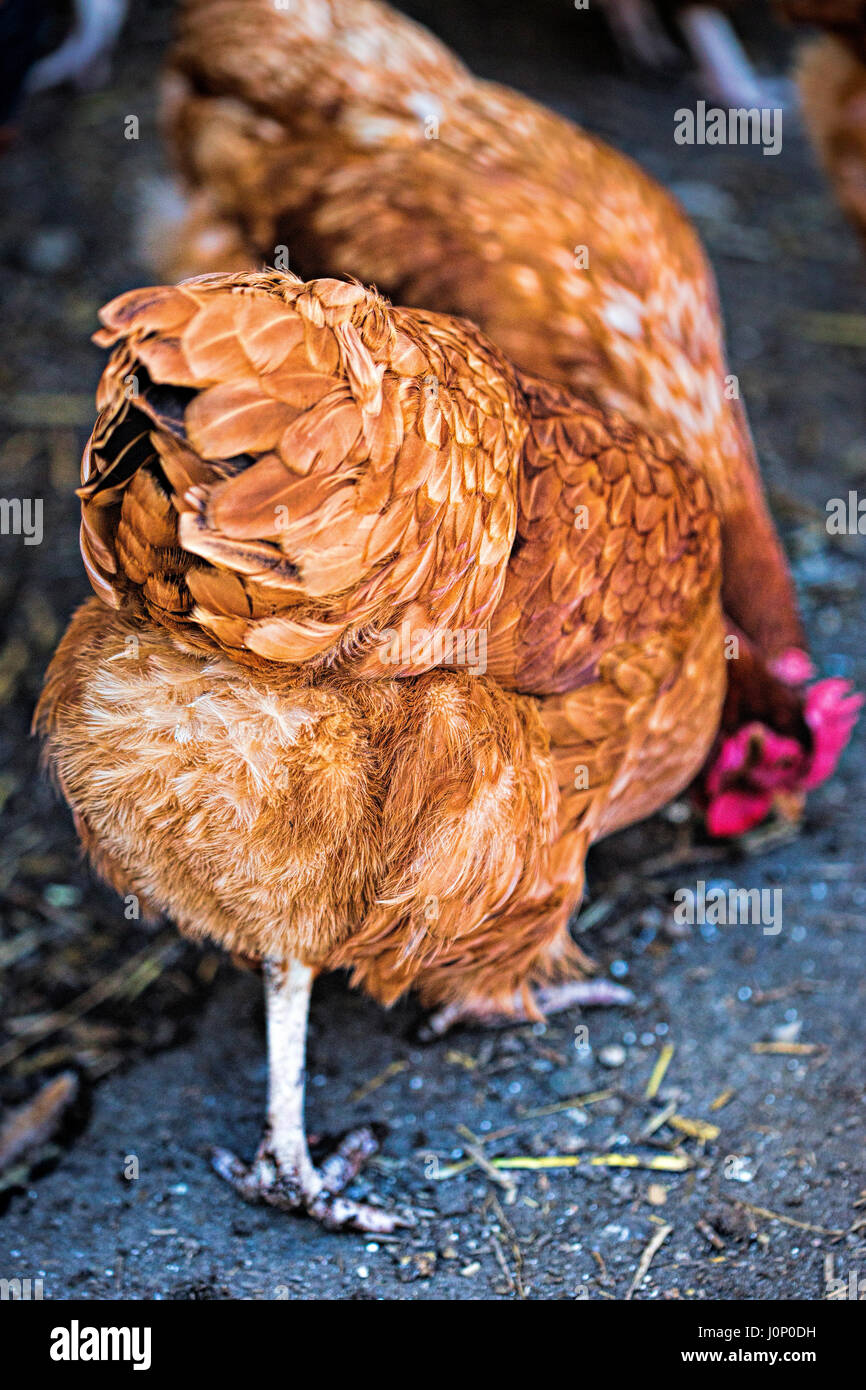 Hen back of hen Stock Photo - Alamy