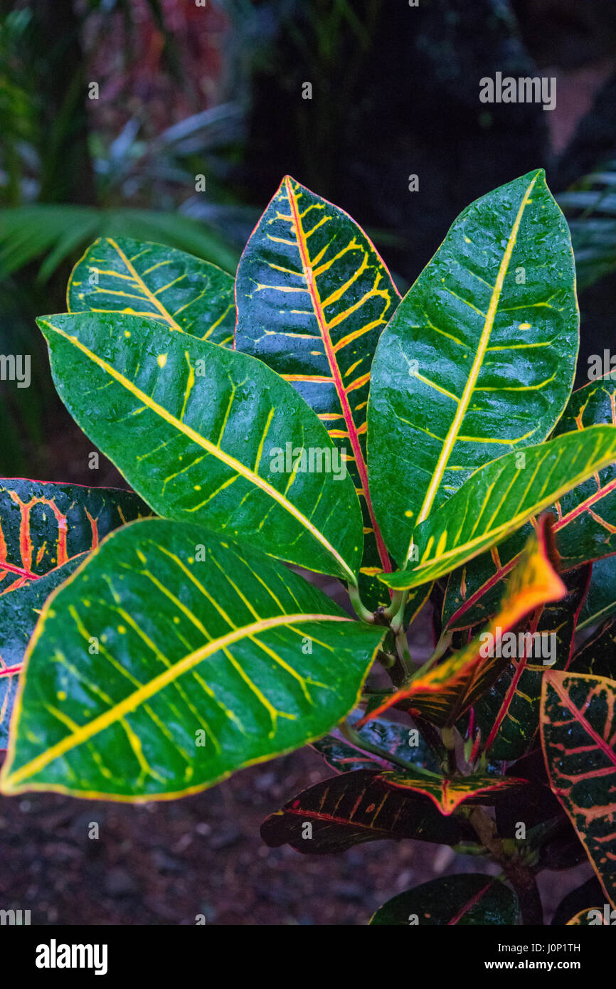 Croton plant, Kapoho, Puna, Island of Hawaii Stock Photo - Alamy