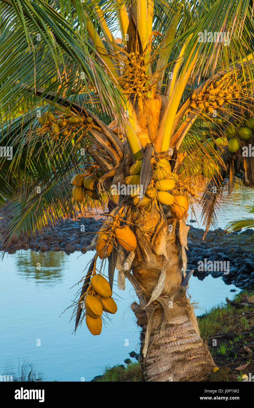 Kapoho hi-res stock photography and images - Alamy