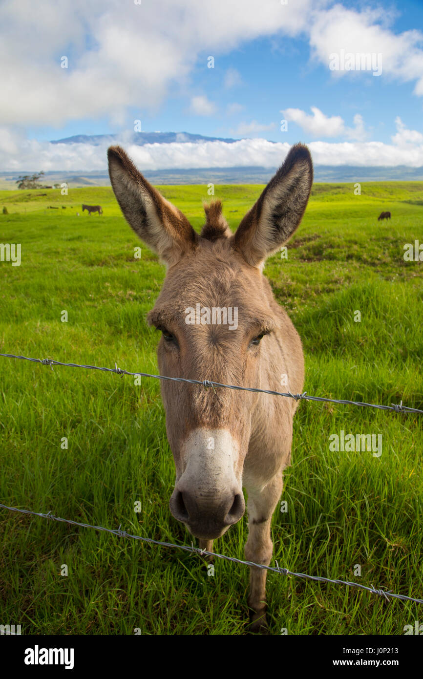 Donkey, Ranch Land , Waimea, Kamuela, Island of Hawaii Stock Photo - Alamy