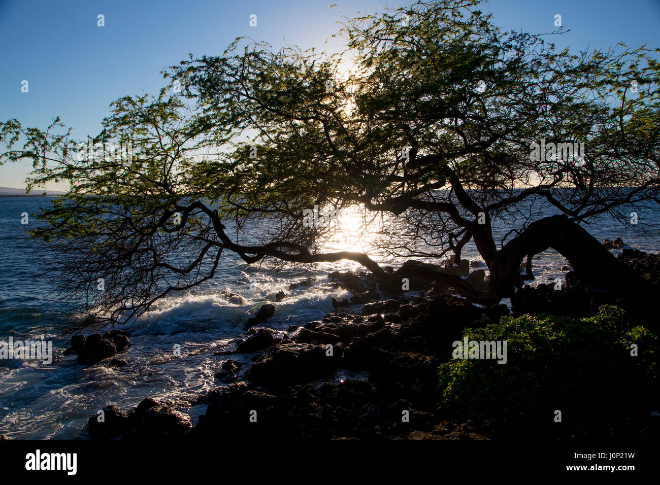 Kiawe Tree, Kaunaoa Beach, Mauna Kea Beach and Resort, Kohala Coast ...