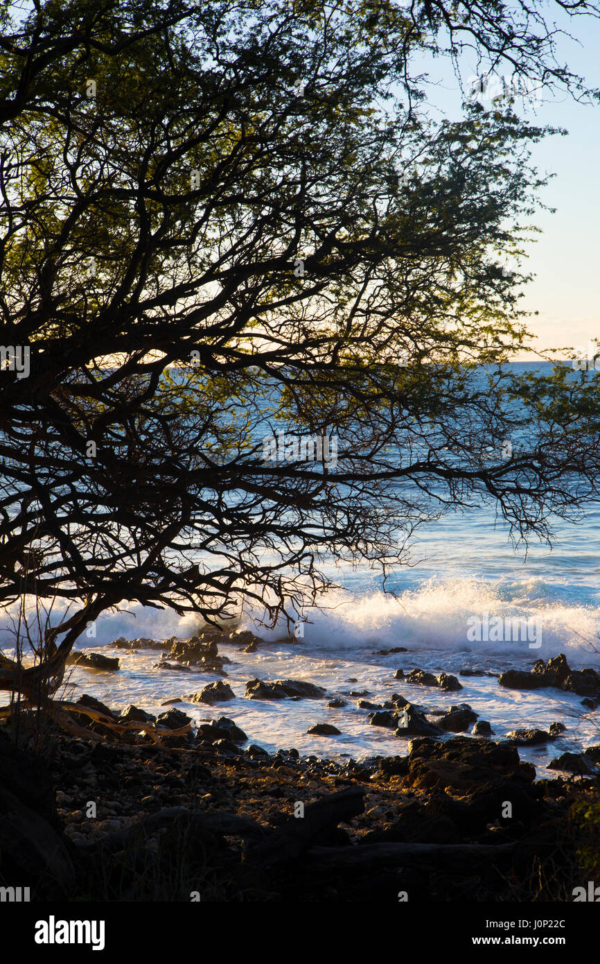 Kiawe Tree, Kaunaoa Beach, Mauna Kea Beach and Resort, Kohala Coast ...