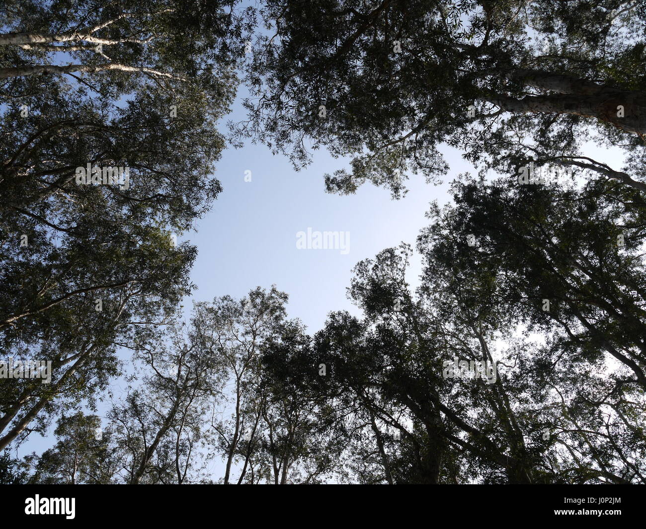 Bottom view of tree Stock Photo - Alamy