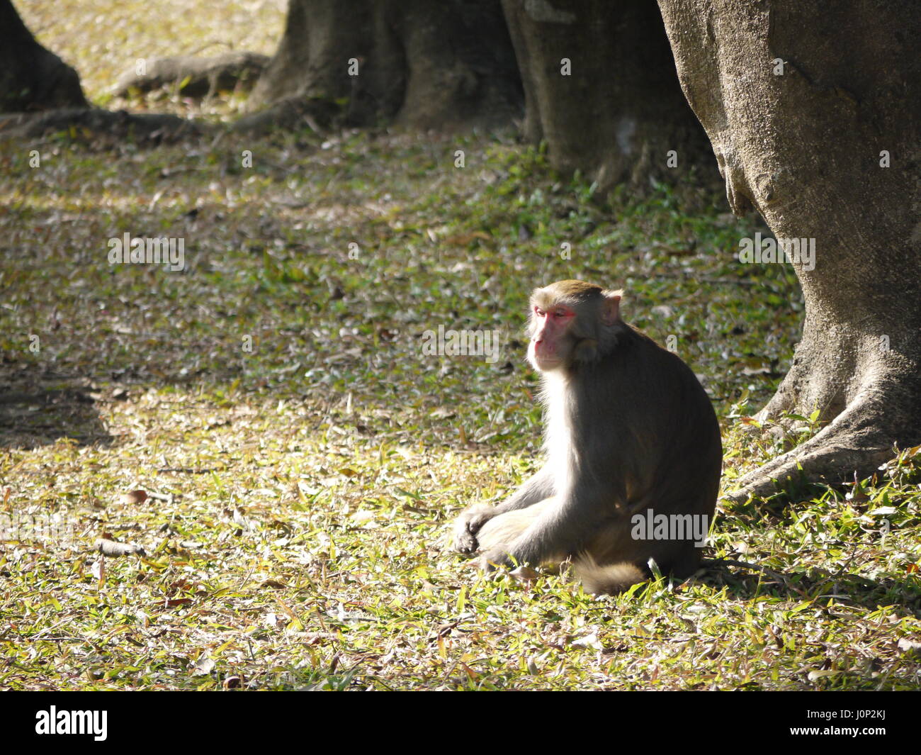 Monkey on sunbathing, Hong Kong Stock Photo - Alamy