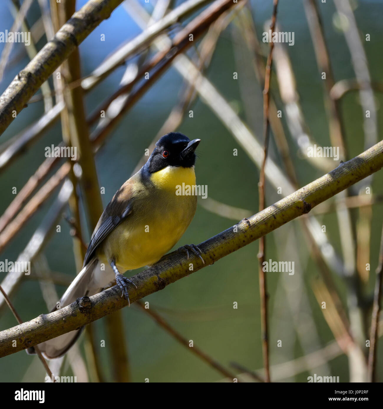Beautiful vibrant male Weaver bird Ploceidae in tree Stock Photo - Alamy
