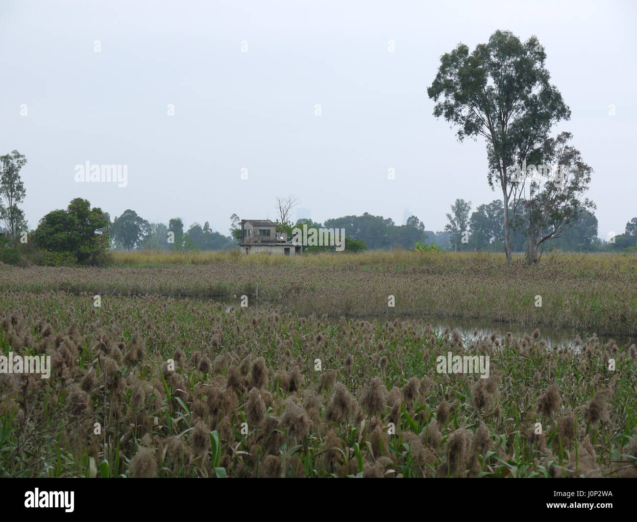 Nam nam tree hi-res stock photography and images - Alamy