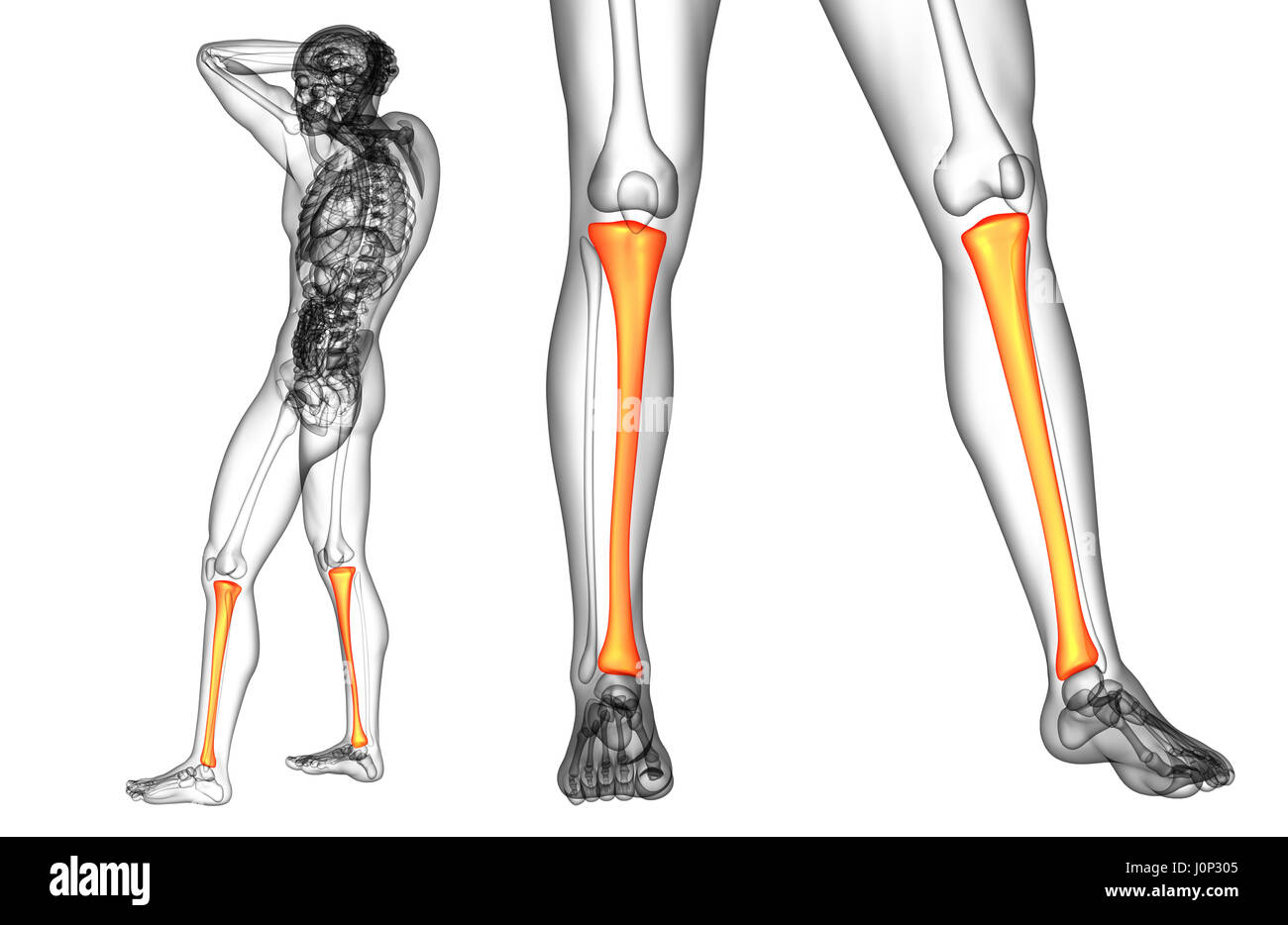 3d rendering medical illustration of the tibia bone Stock Photo - Alamy