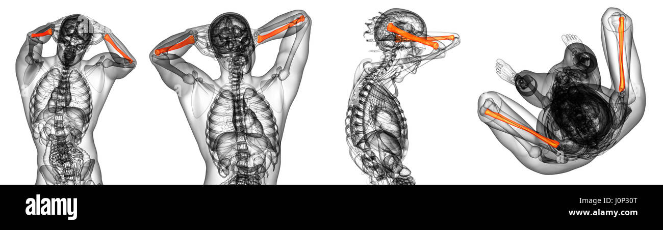 Radius and ulna Cut Out Stock Images & Pictures - Alamy