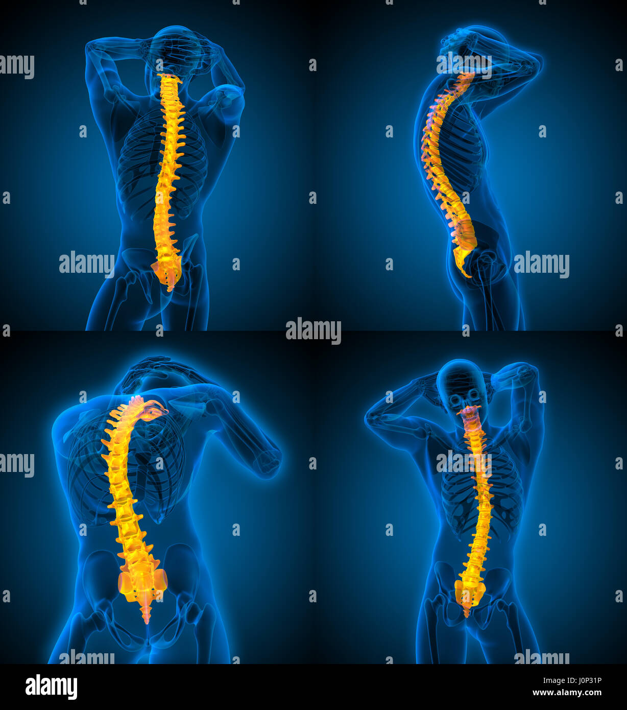 3d rendering medical illustration of the human spine Stock Photo - Alamy