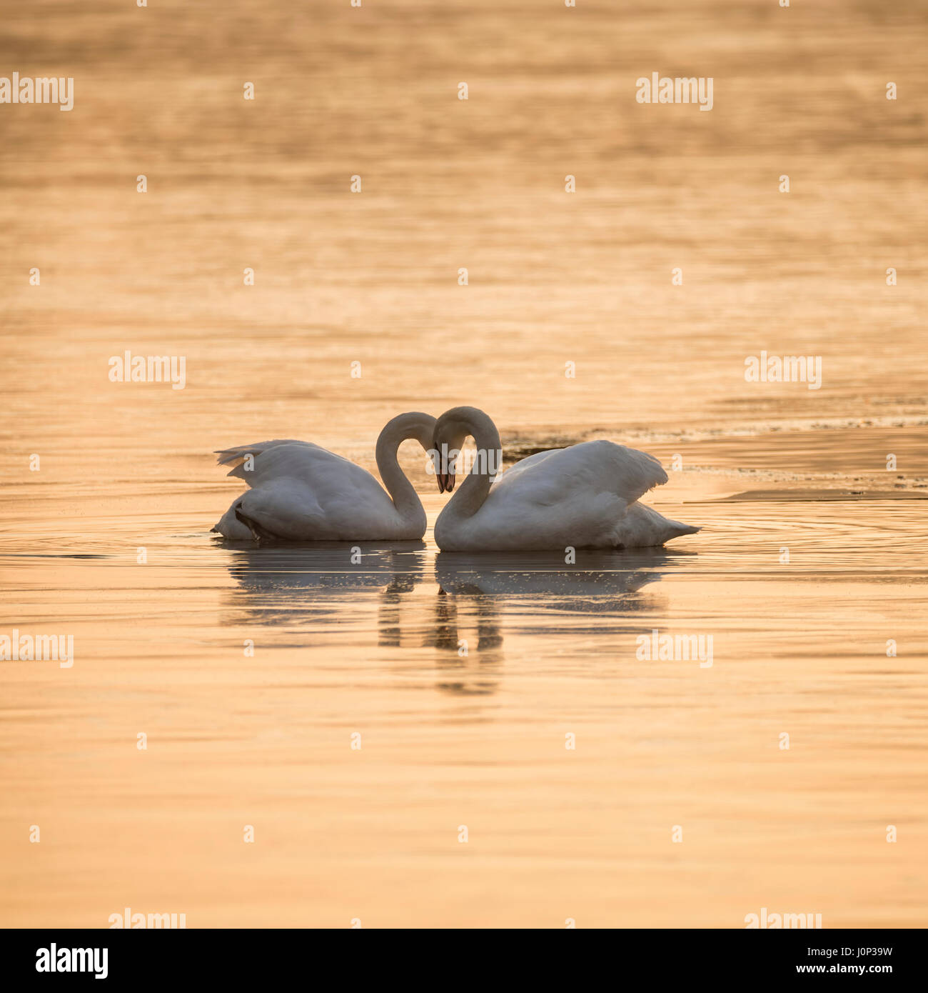 Mating pose hi-res stock photography and images - Alamy