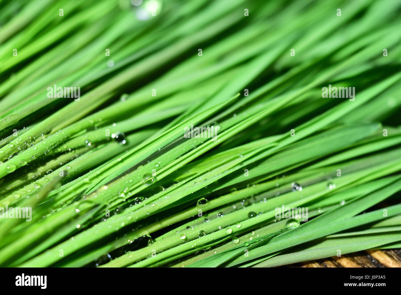 Medicinal grass hi-res stock photography and images - Alamy