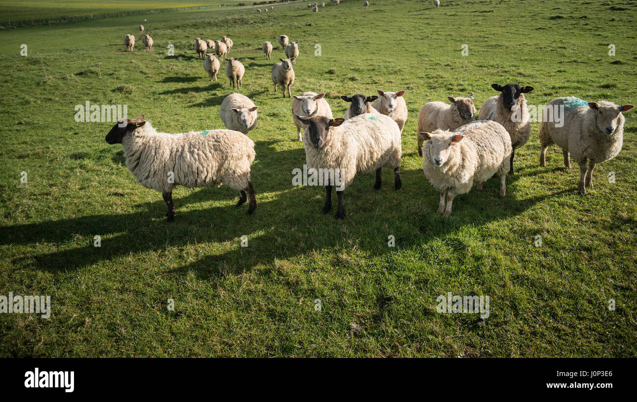 Sheep in Spring sunshine in English farm countryside landscape Stock ...