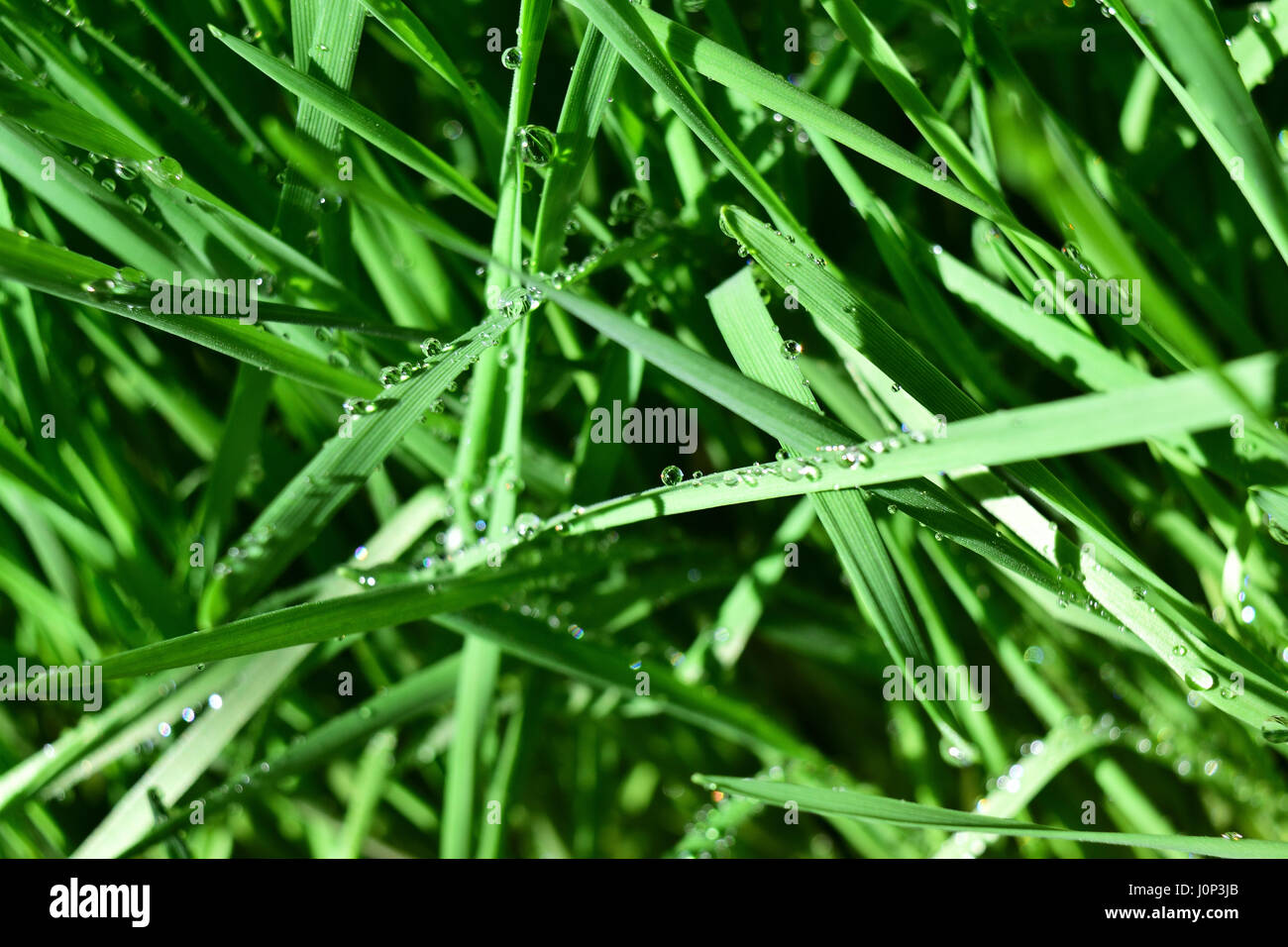 Medicinal grass hi-res stock photography and images - Alamy