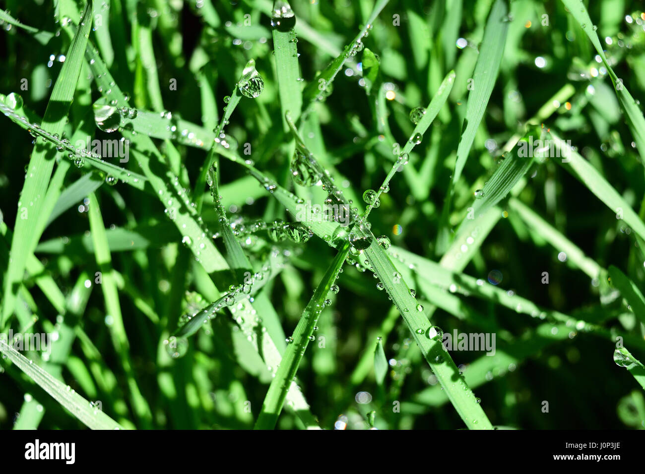 Grass wheat hi-res stock photography and images - Alamy