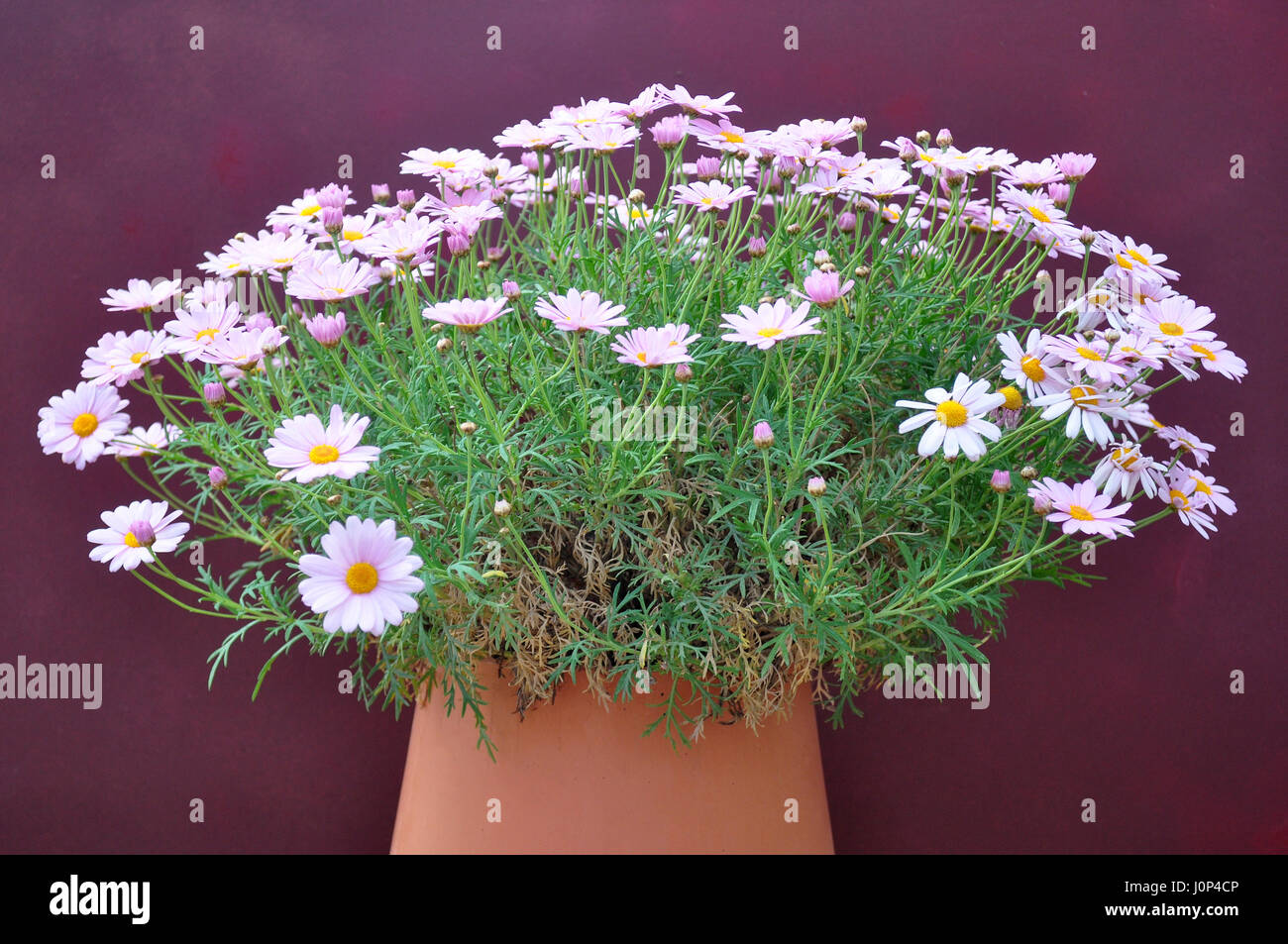 Pink daisies on clay pot Stock Photo - Alamy