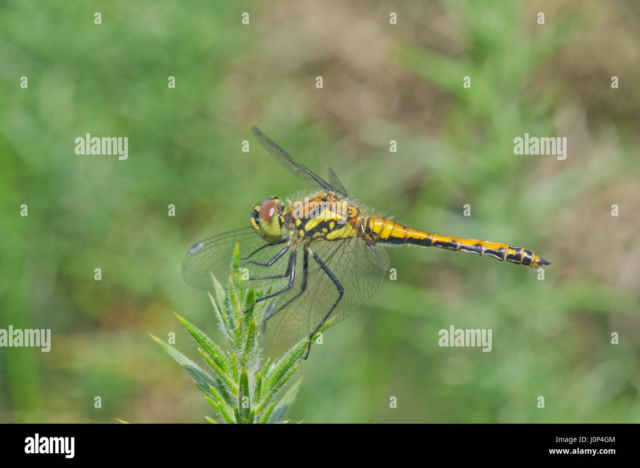 Black Darter Dragonfly (Sympetrum danae) Male side view Stock Photo - Alamy