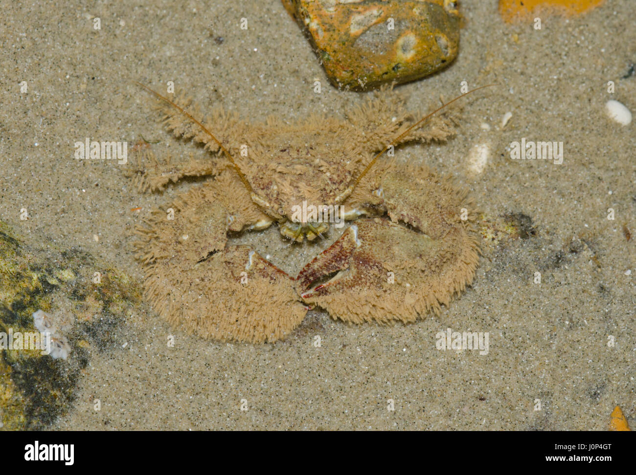 Broad-clawed Porcelain Crab (Porcellana platycheles) in Rockpool ...