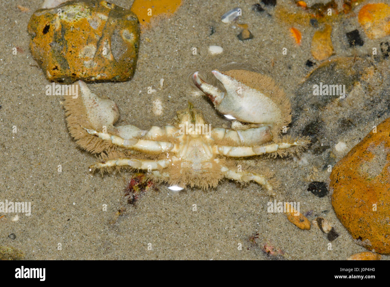 Broad-clawed Porcelain Crab (Porcellana platycheles) Underside at Low ...