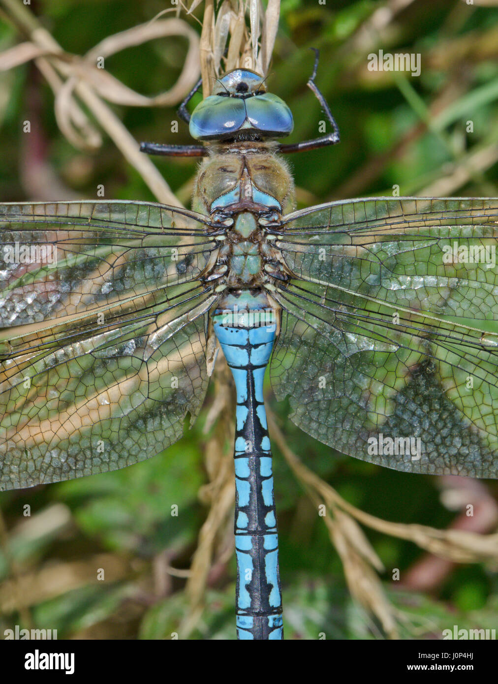 Close Up Male Emperor Dragonfly (Anax imperator Stock Photo - Alamy
