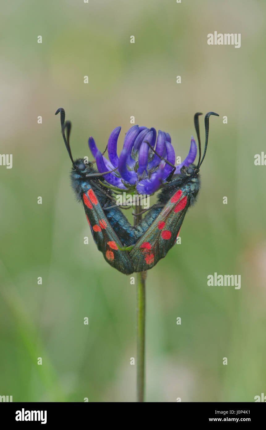 Day flying moths hi-res stock photography and images - Alamy