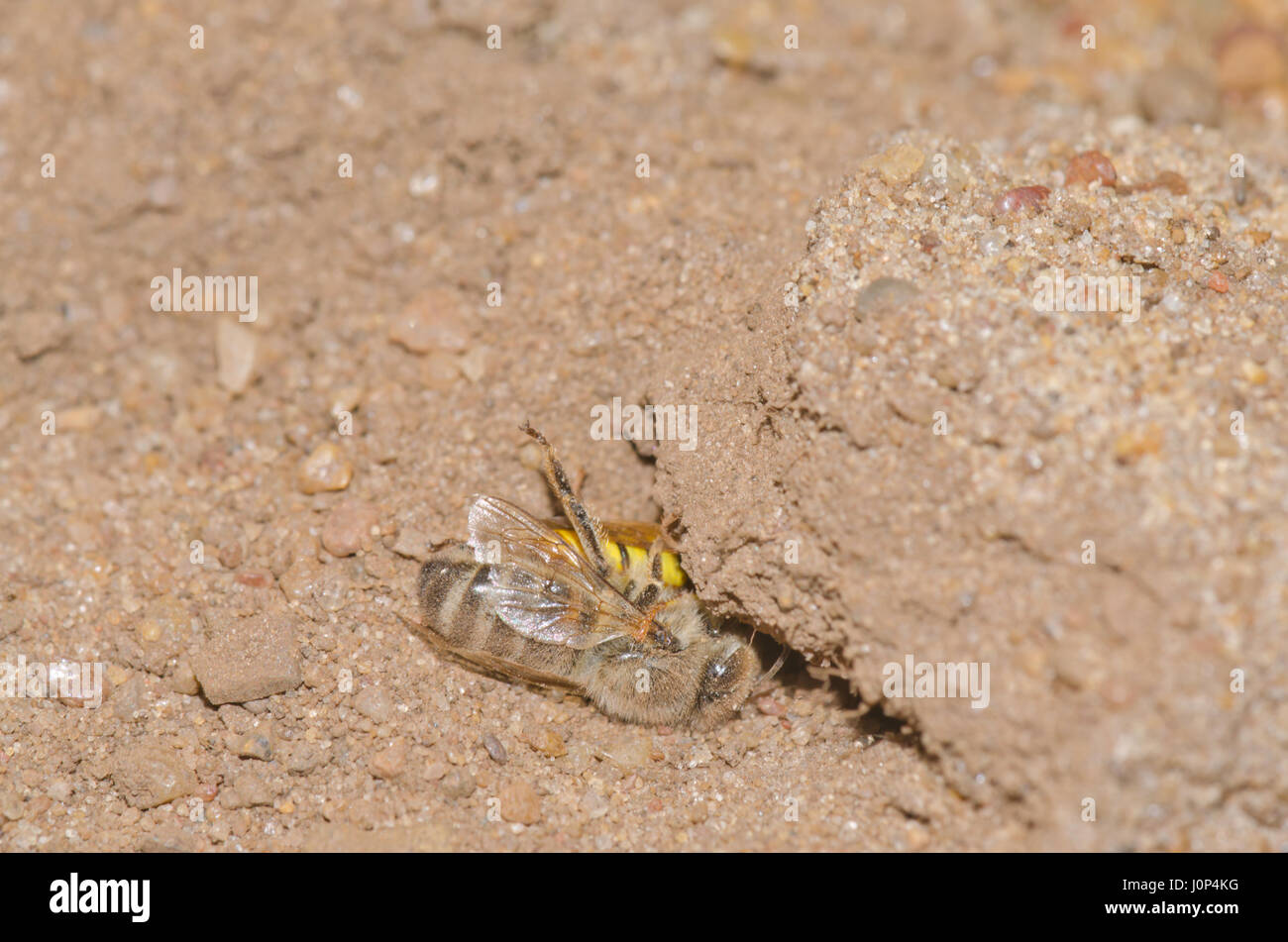 : Beewolf (Philanthus triangulum) Dragging Paralysed Honey Bee into ...