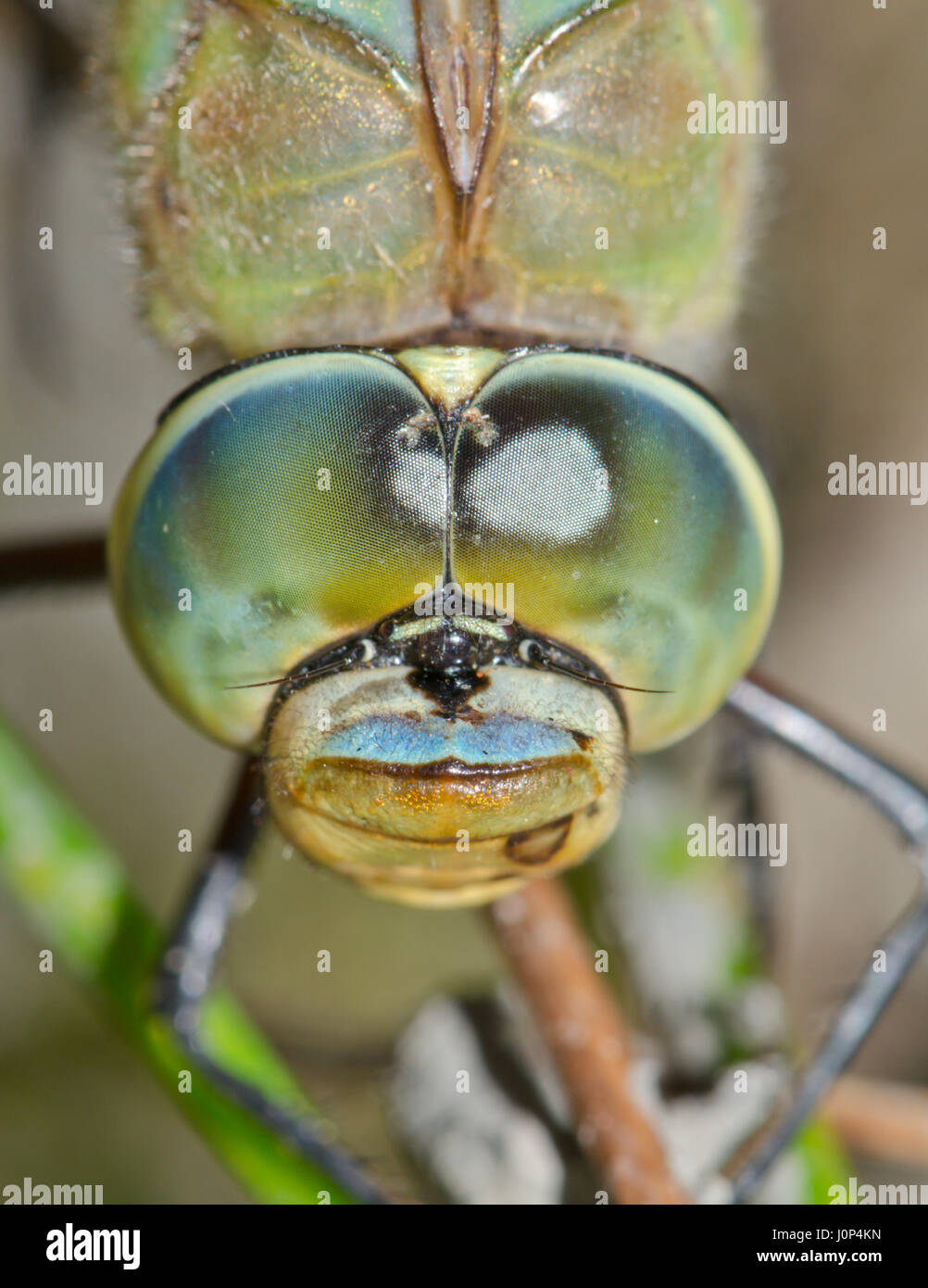 Head of Female Emperor Dragonfly (Anax imperator Stock Photo - Alamy