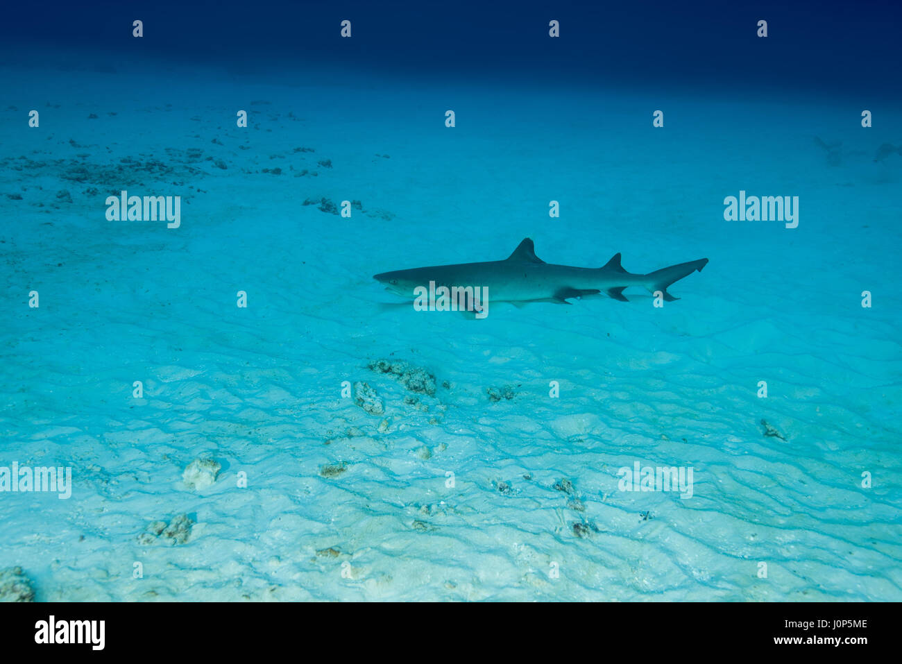 Whitetip reef shark (Triaenodon obesus) lies on the sandy bottom ...