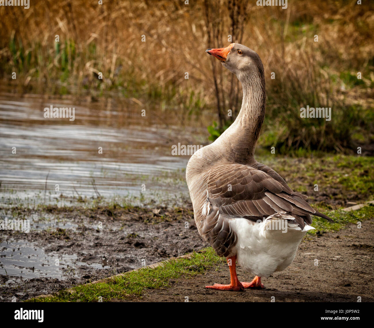 Goose Look Beak Eye High Resolution Stock Photography and Images - Alamy