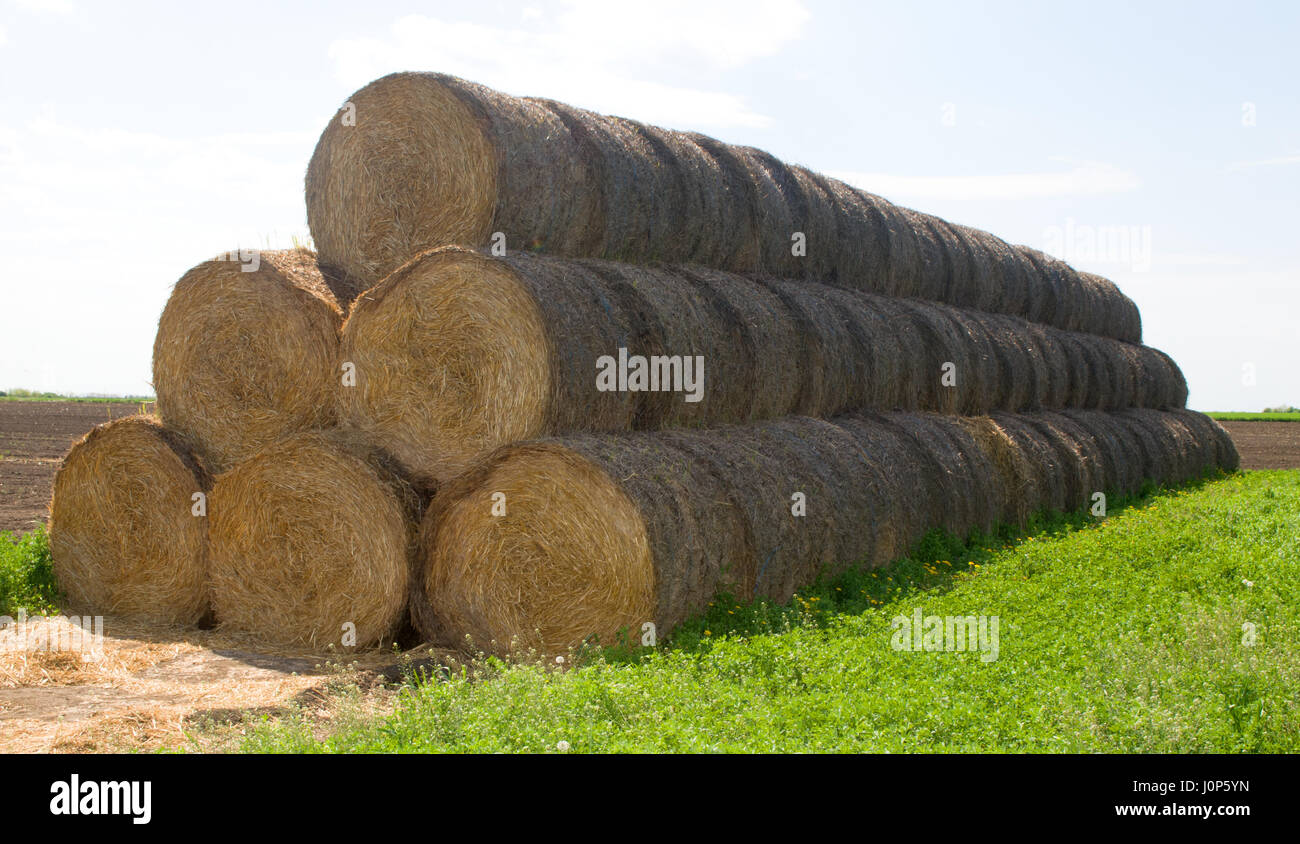 Soybean field stalk hi-res stock photography and images - Alamy