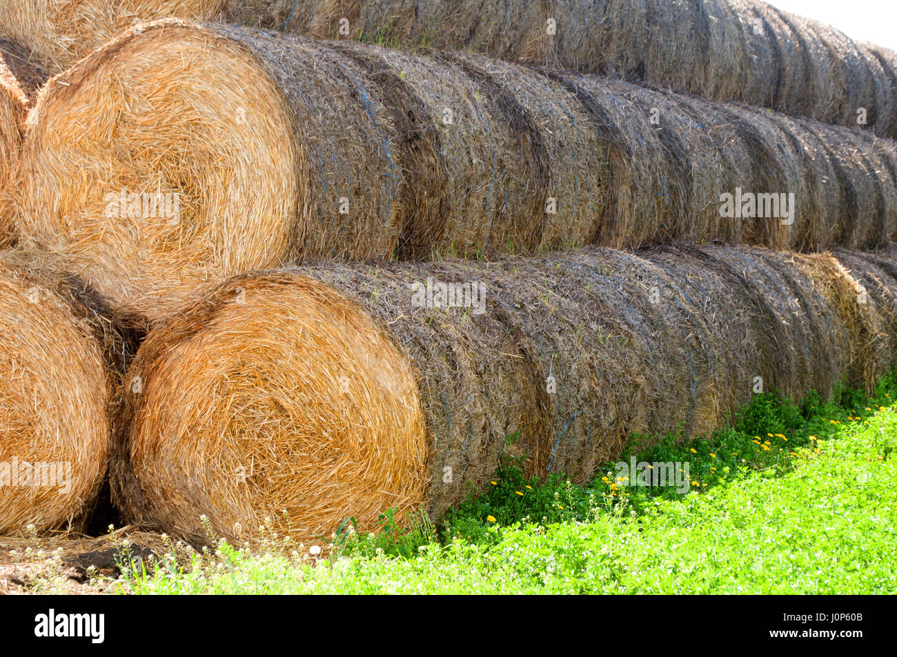 Round bales stacked soybean Stock Photo - Alamy