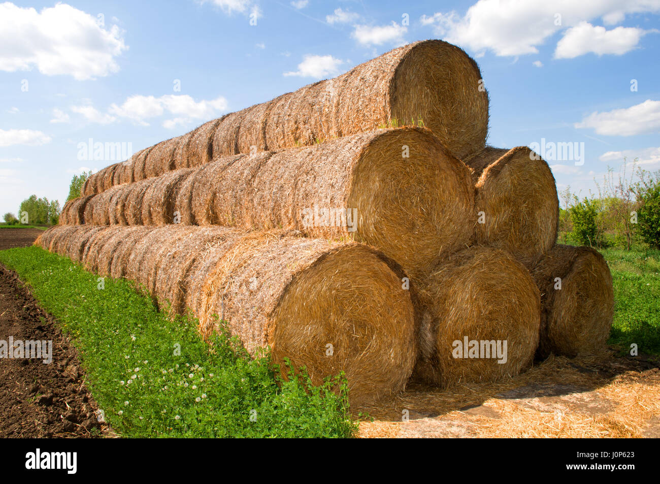 Round bales stacked soybean Stock Photo - Alamy