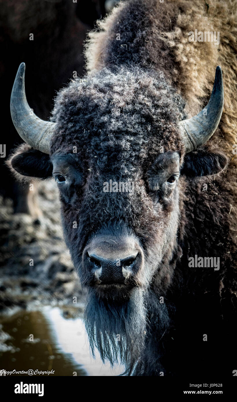 Pictures of Great American Bison/Buffalo Stock Photo - Alamy