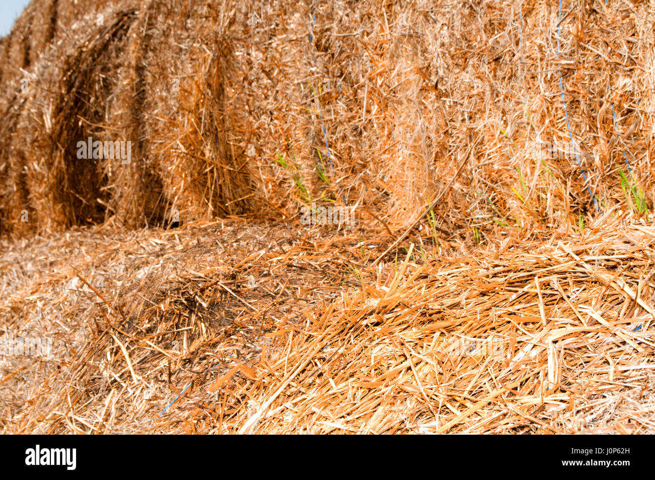 Round bales stacked soybean Stock Photo - Alamy