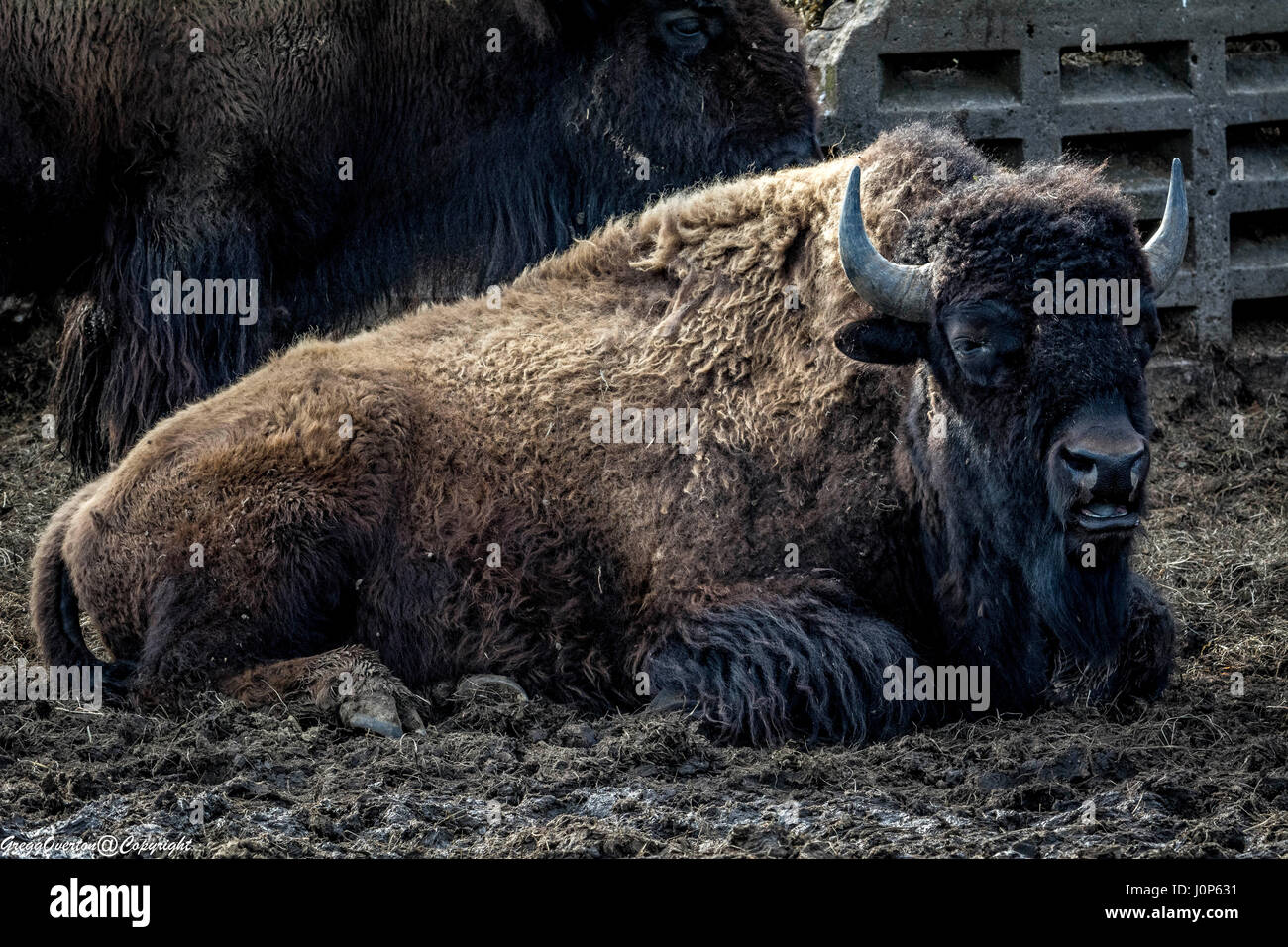 Pictures of Great American Bison/Buffalo Stock Photo - Alamy