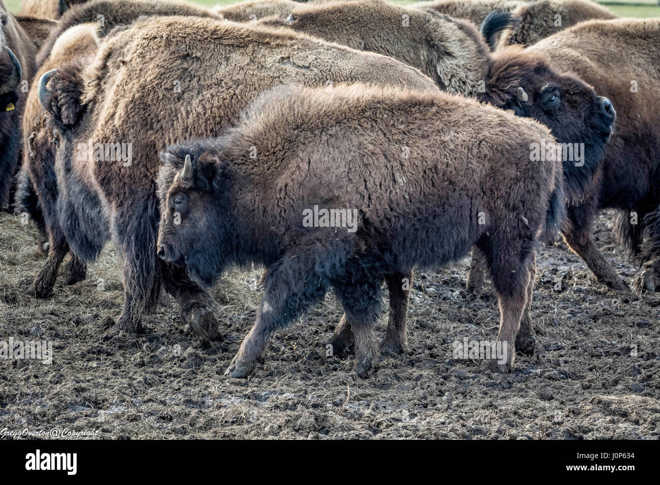 Pictures of Great American Bison/Buffalo Stock Photo - Alamy