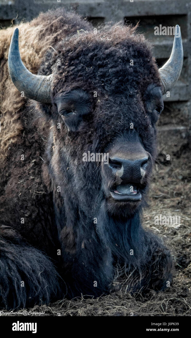 Pictures of Great American Bison/Buffalo Stock Photo - Alamy