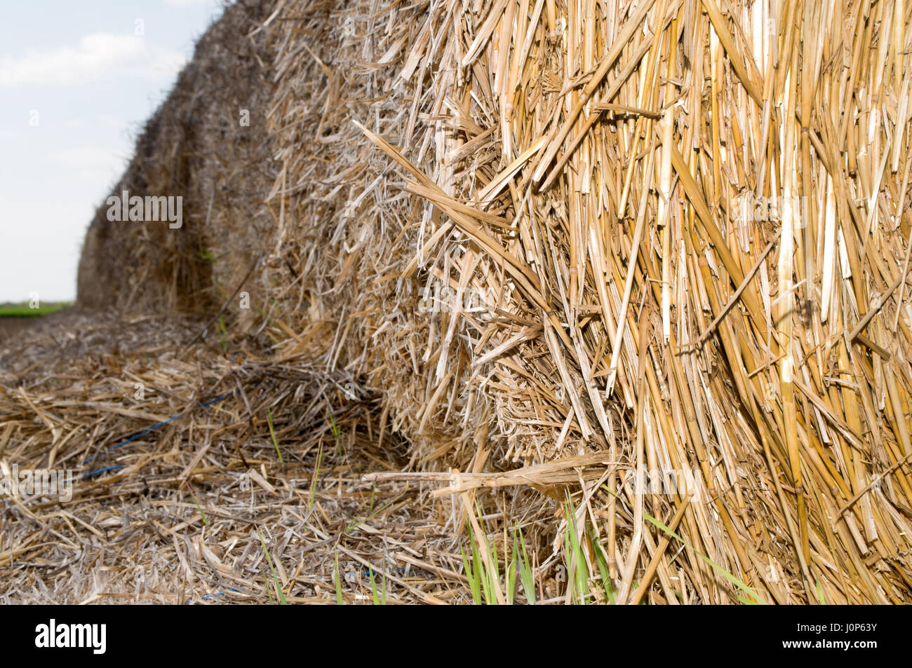 Soybean field stalk hi-res stock photography and images - Alamy