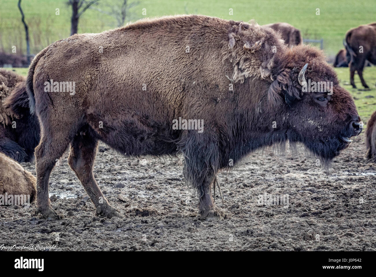 Pictures of Great American Bison/Buffalo Stock Photo - Alamy