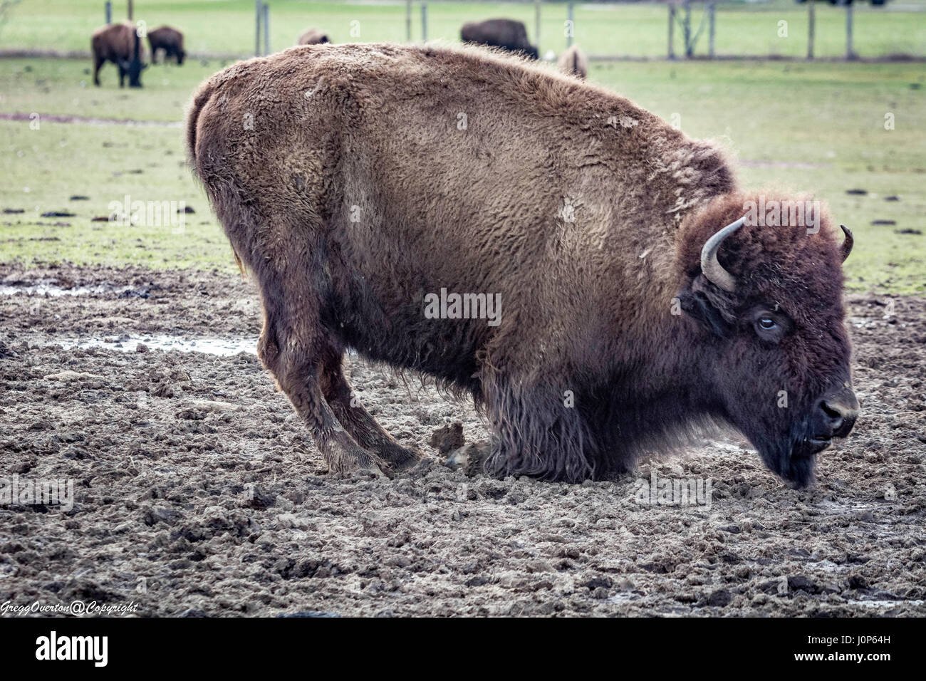 Pictures of Great American Bison/Buffalo Stock Photo - Alamy