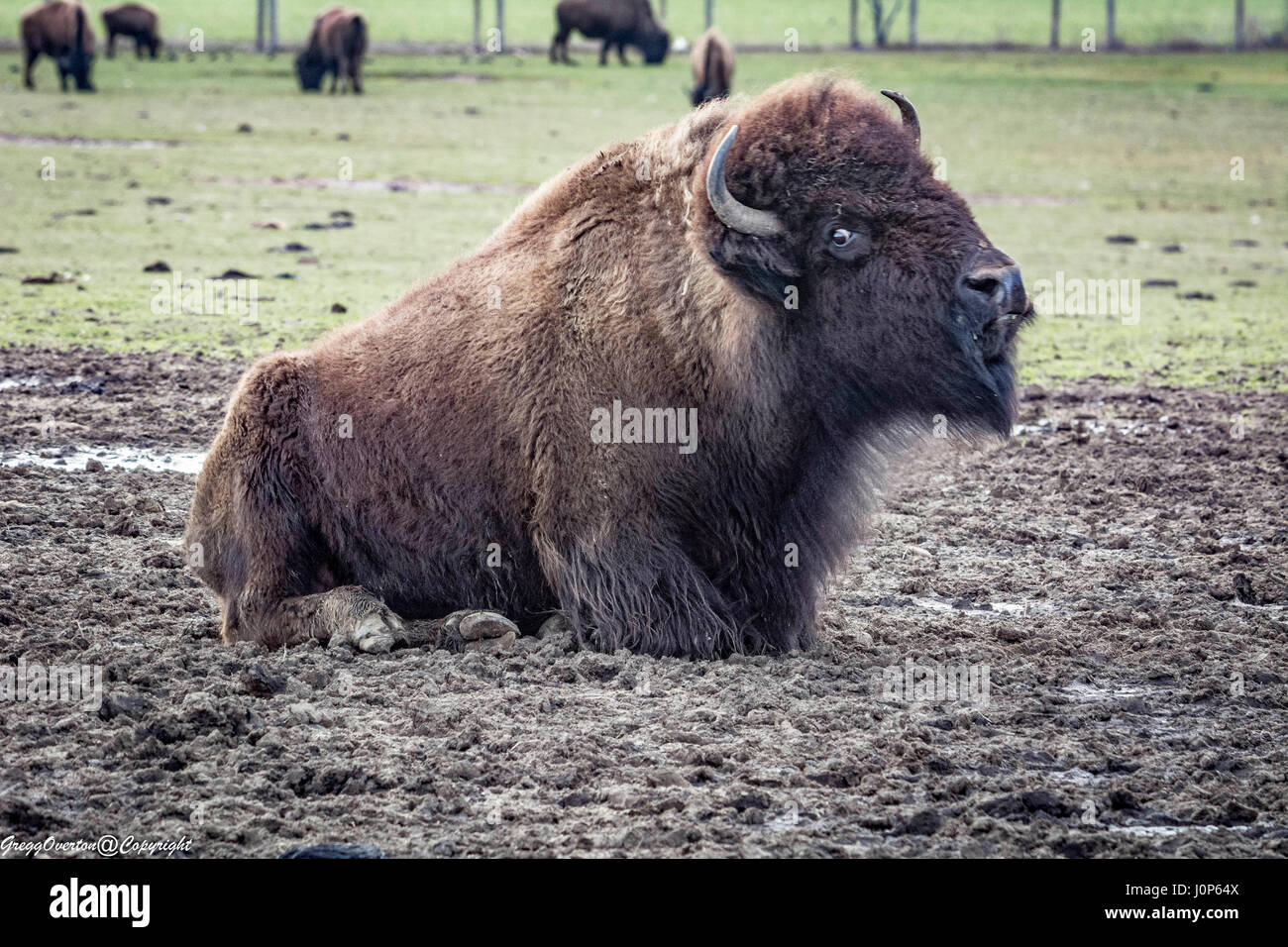 Pictures of Great American Bison/Buffalo Stock Photo - Alamy