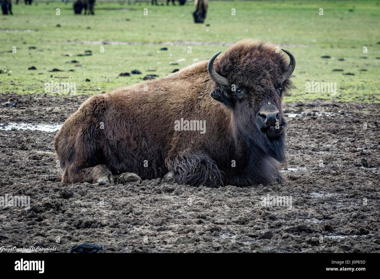 Pictures of Great American Bison/Buffalo Stock Photo - Alamy