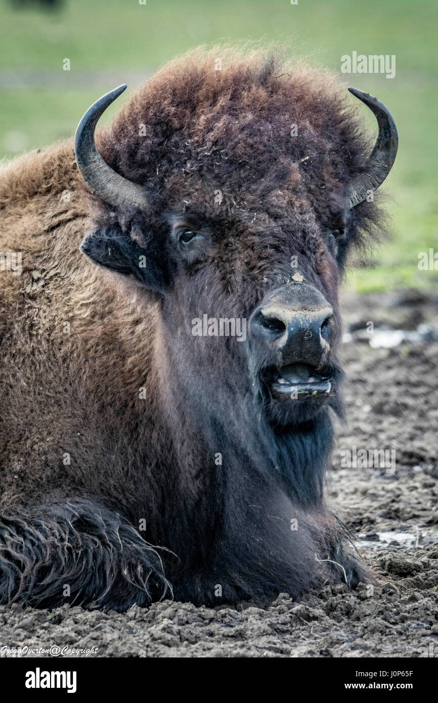 Pictures of Great American Bison/Buffalo Stock Photo - Alamy