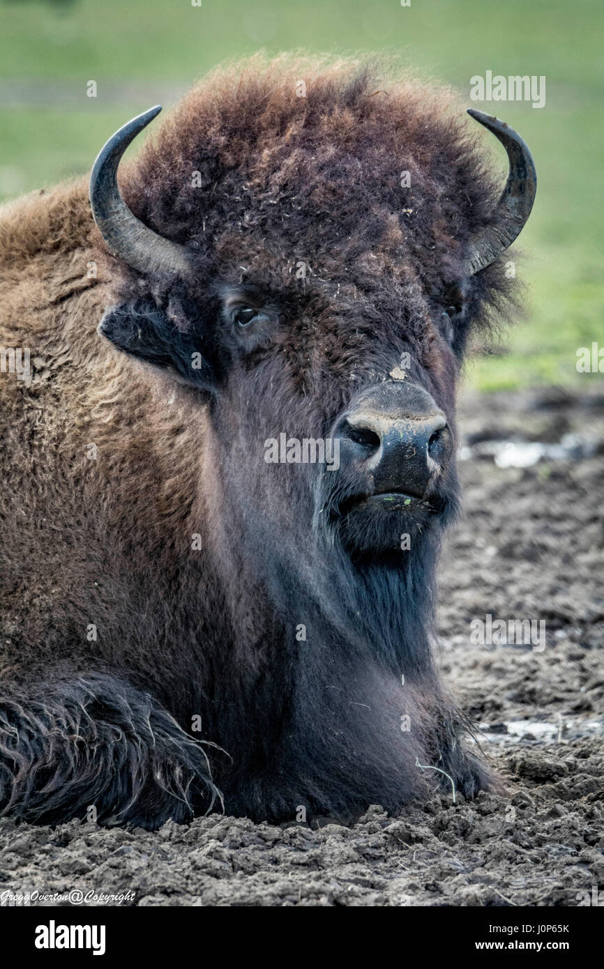 Pictures of Great American Bison/Buffalo Stock Photo - Alamy