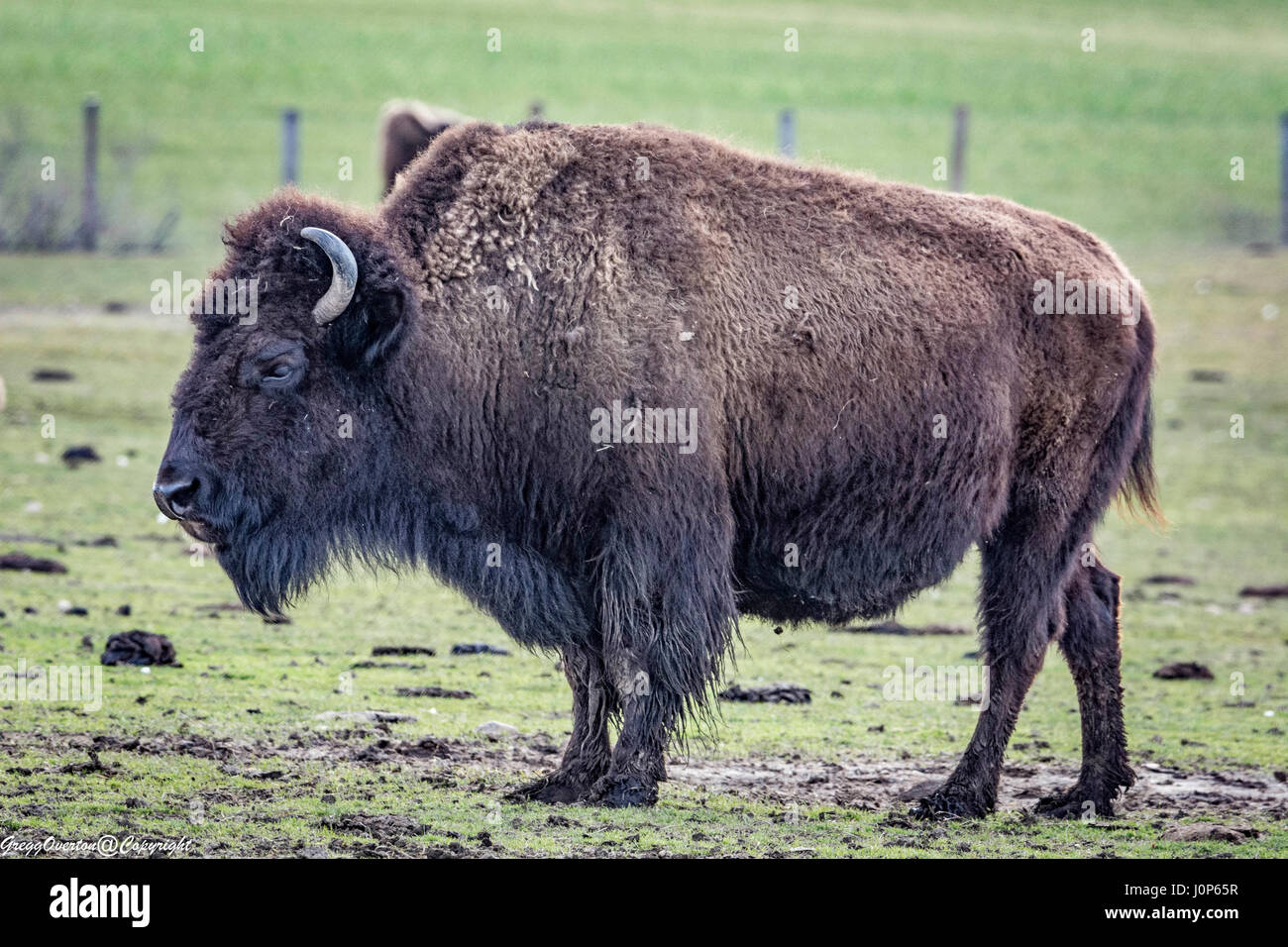 Pictures of Great American Bison/Buffalo Stock Photo - Alamy